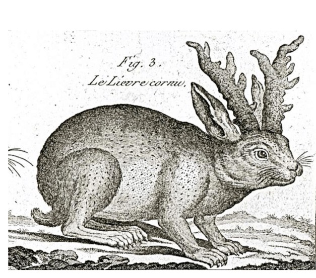 Six Mythical Creatures That Are Actually Real | TDB Magazine